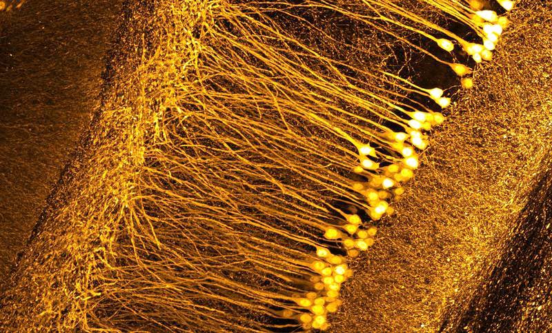 Scallop Eyes Inspire Innovative Microscope Objectives - Innovations Report