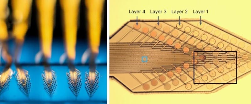 Long-Lasting Neural Probe Records Brain Activity for Months ...