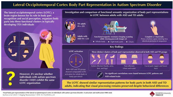 Adults with Autism Show Typical Brain Mapping for Body Parts ...