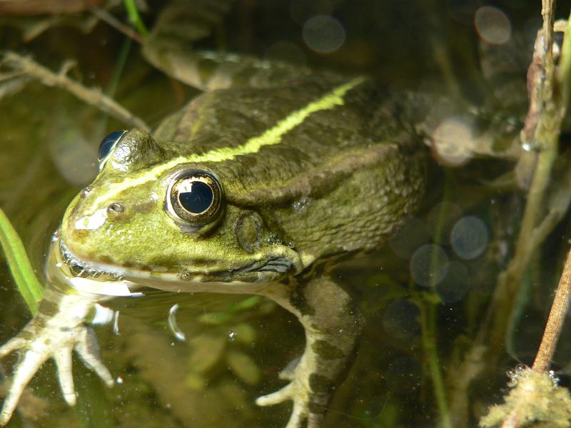 Invasive Water Frogs too Dominant for Native Species - Innovations Report